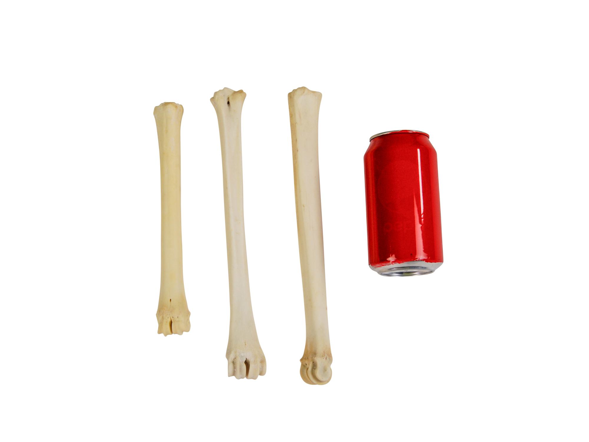 Deer Femur Vs Human Femur